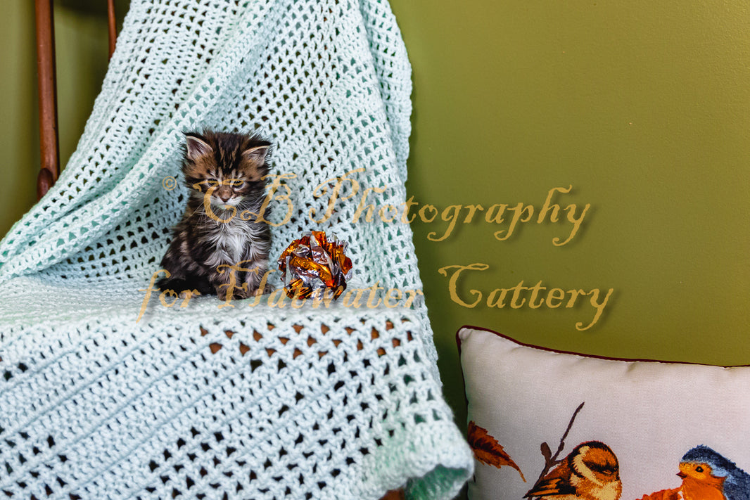 Past Maine Coon Kittens | Family Owned Kittens – Flatwater Maine Coon ...