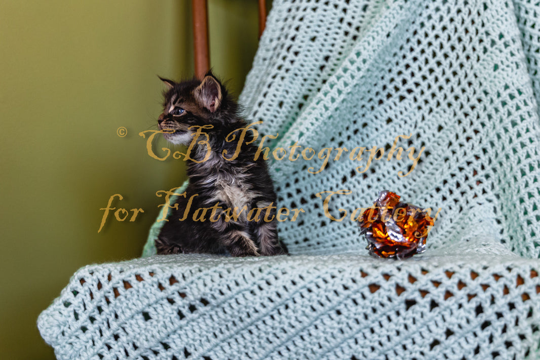 Past Maine Coon Kittens | Family Owned Kittens – Flatwater Maine Coon ...