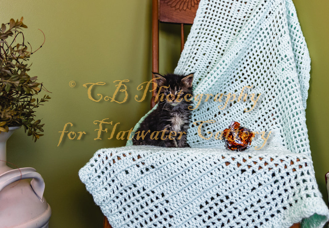 Past Maine Coon Kittens | Family Owned Kittens – Flatwater Maine Coon ...