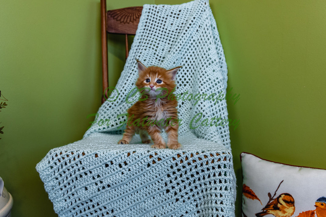 Past Maine Coon Kittens | Family Owned Kittens – Flatwater Maine Coon ...