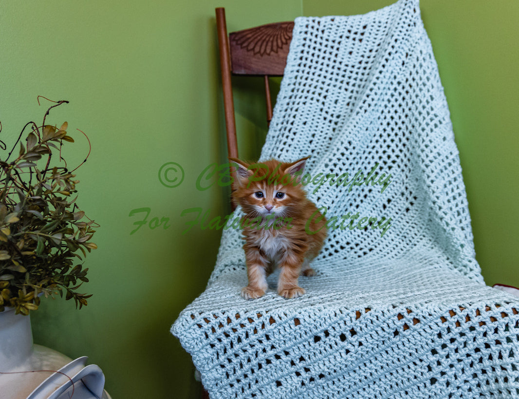 Past Maine Coon Kittens | Family Owned Kittens – Flatwater Maine Coon ...