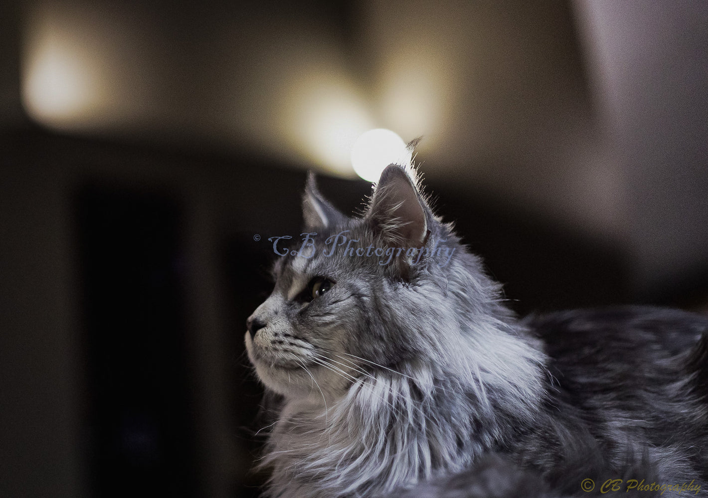 Flatwater Maine Coon Cattery | Nebraska Maine Coons for Sale | Cattery